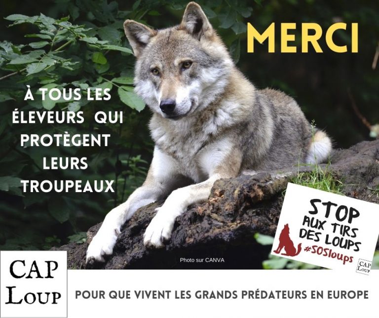 CAP Loup | Collectif des Associations pour la Protection du Loup en France