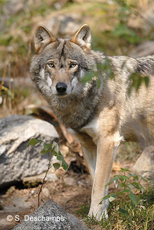 Comment nous aider ? | CAP Loup